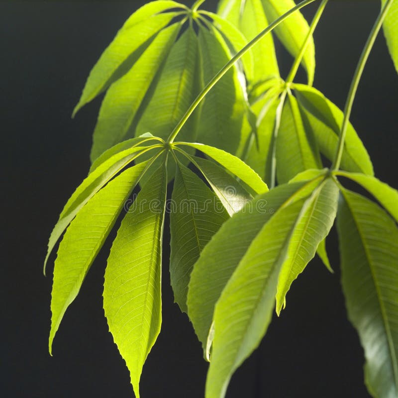 What Is Dangla Plant