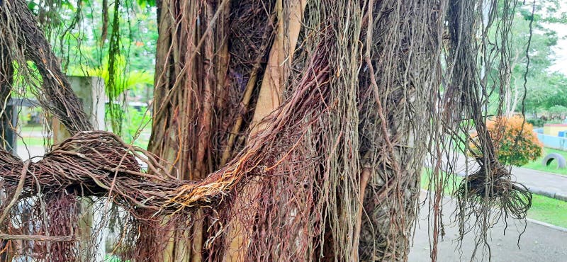 Dangling Roots Tree Stock Photos - Free & Royalty-Free Stock Photos ...