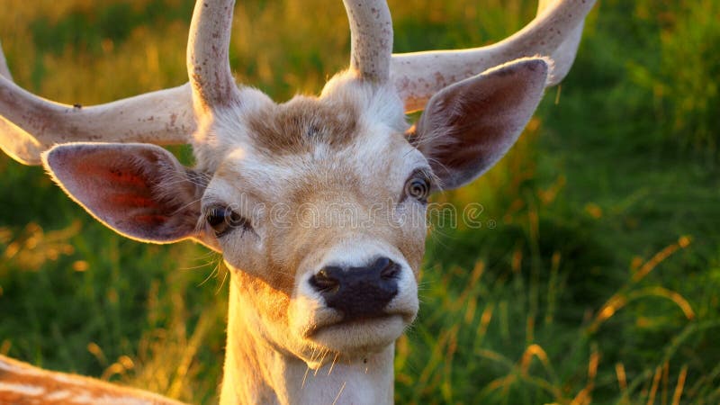 Daniel stock image. Image of daniel, deer, animals, wildanimals - 80030331