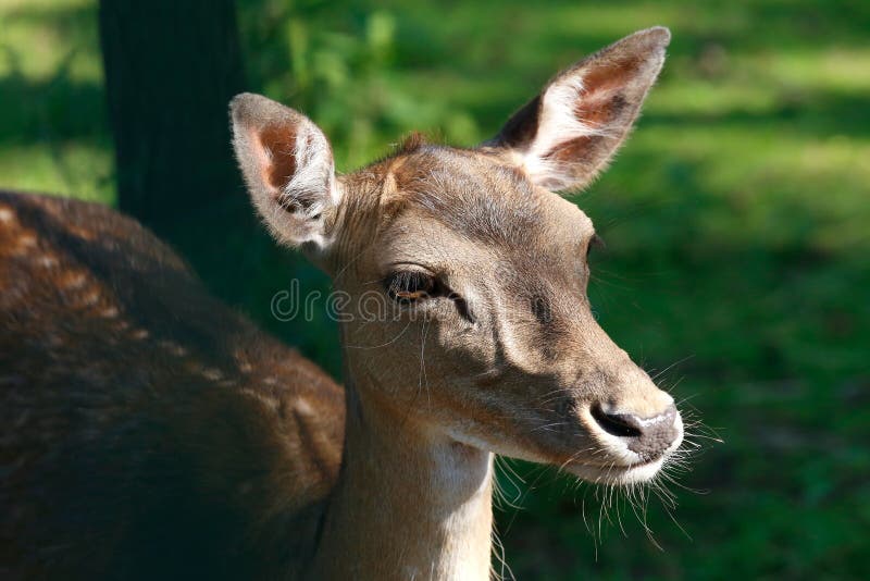 Daniel Deer Animal Portrait, Dama Dama Stock Image - Image of brown ...