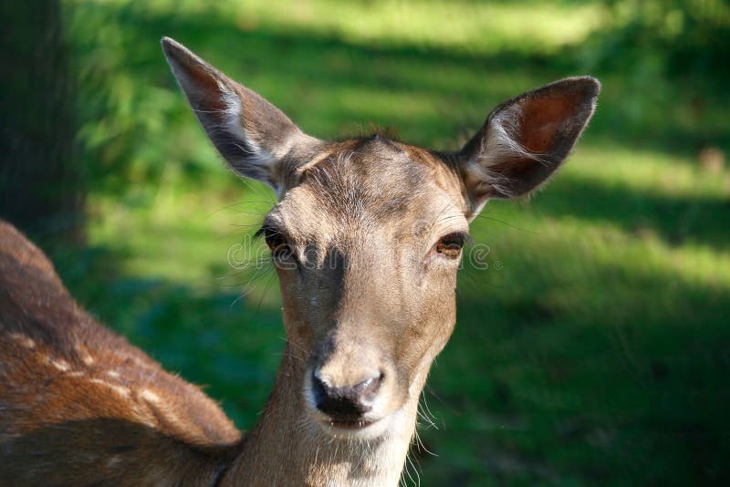 Daniel Deer Animal Portrait, Dama Dama Stock Photo - Image of cute ...