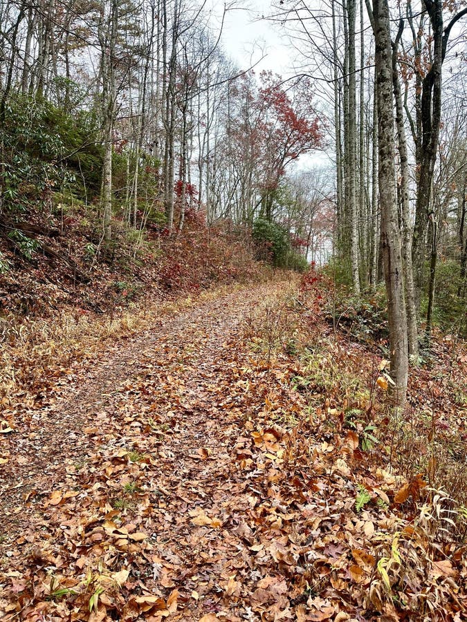 Daniel Ridge Falls Trail, Brevard, NC Stock Photo - Image of trail ...