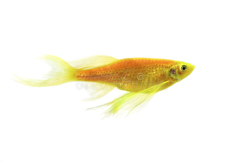 Danio Aquarium Fish Isolated on a White Background Stock Image - Image ...
