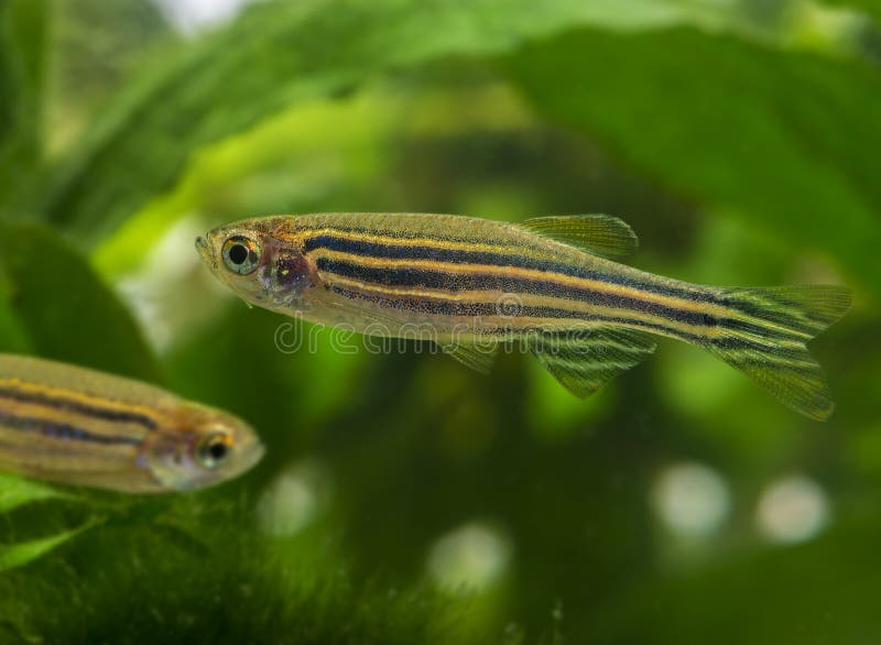 Danio rerio stock image. Image of macro, lake, aquarium - 50435081