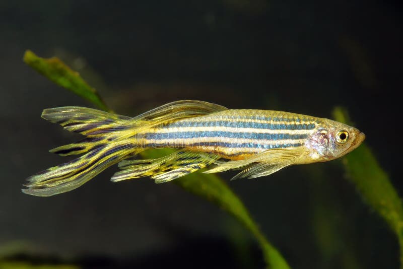 Danio rerio stock photo. Image of macro, nature, breeding - 18971378