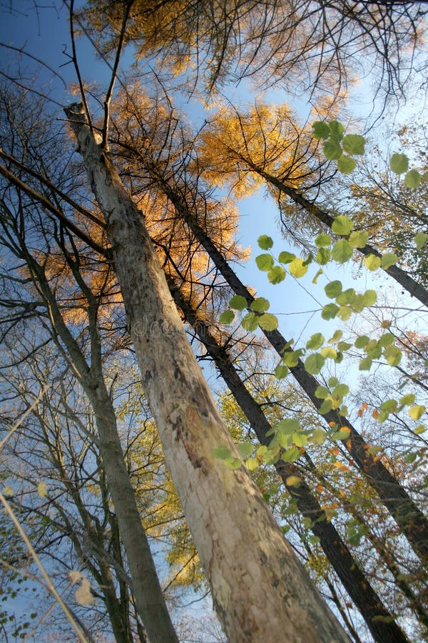 Danish autumn stock photo. Image of path, plant, forestal - 870182