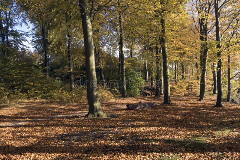 Danish autumn stock photo. Image of path, plant, forestal - 870182