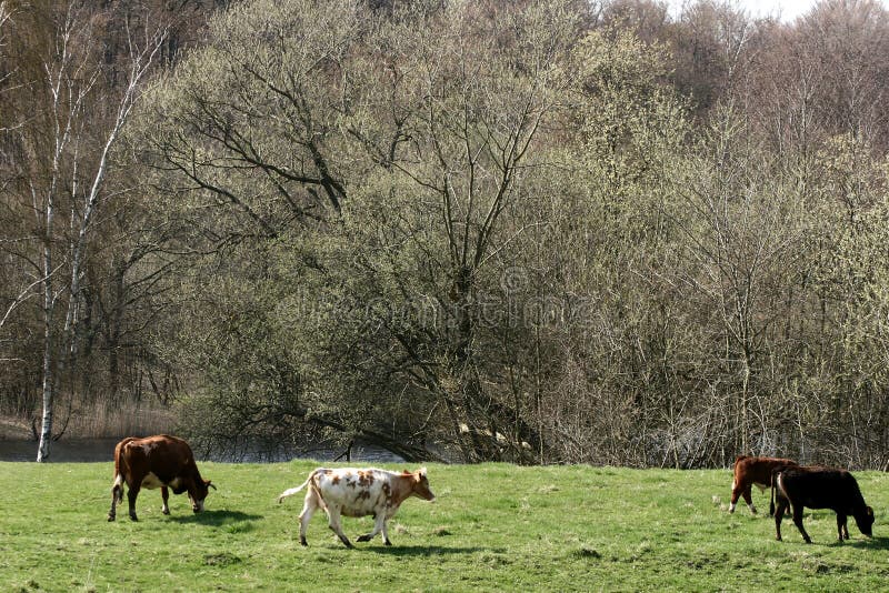 Danish cows stock image. Image of agriculture, bucolic - 1361207