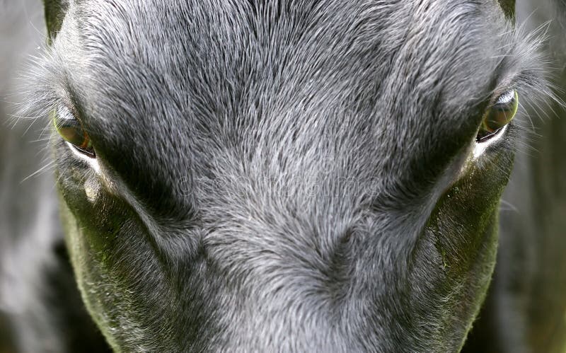 Danish cows stock image. Image of agriculture, farming - 823631