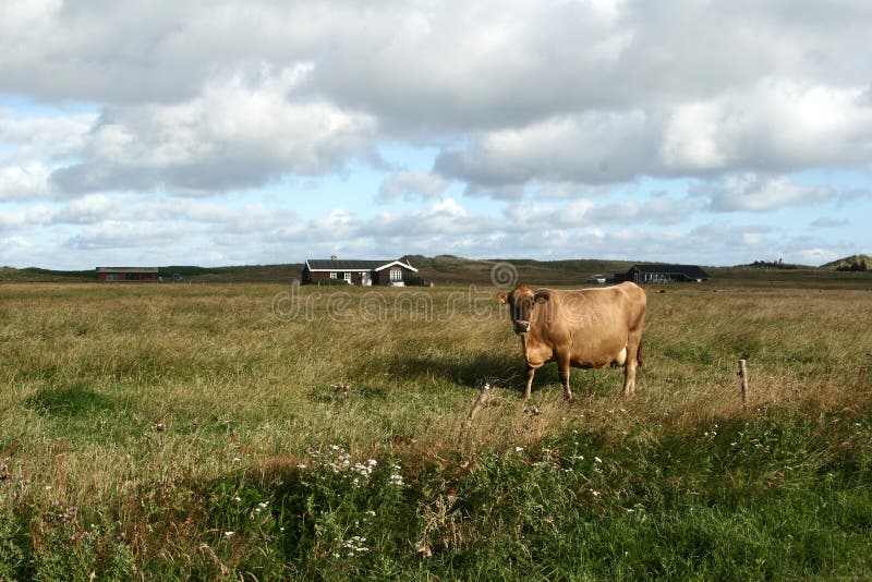 Danish Cows Picture. Image: 823886
