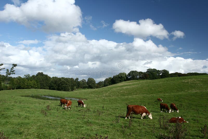 743 Denmark Cow Stock Photos - Free & Royalty-Free Stock Photos from ...