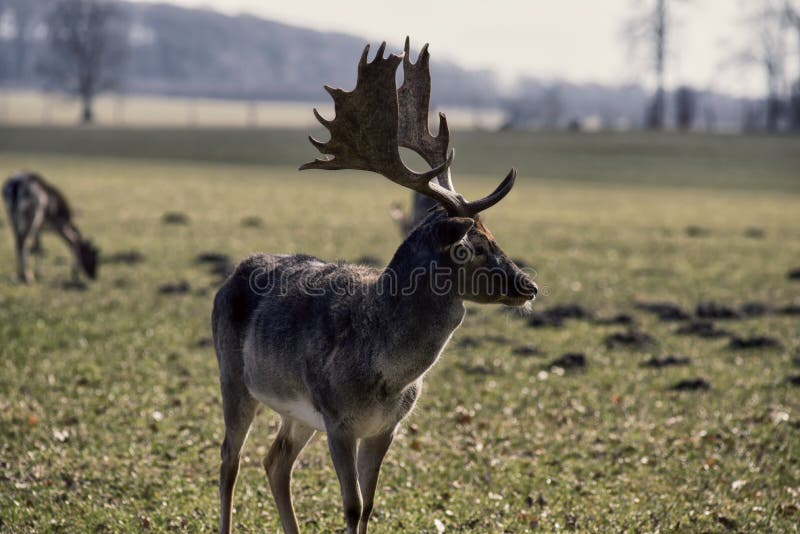 Danish deer on meadow stock image. Image of foliage, denmark - 87955849