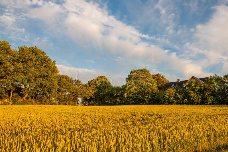 Danish field and trees stock image. Image of agriculture - 100735709