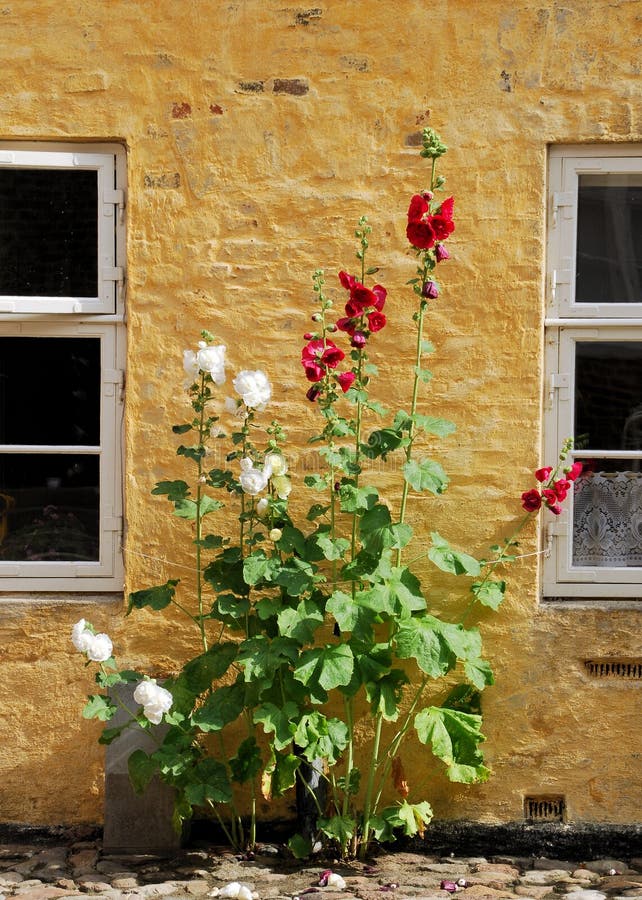 Danish Flowers stock photo. Image of denmark, european - 1067894