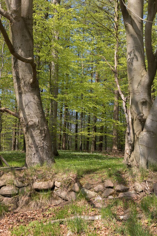 The Forest Floor Of A Beech Forest In Spring, Denmark Stock Image ...