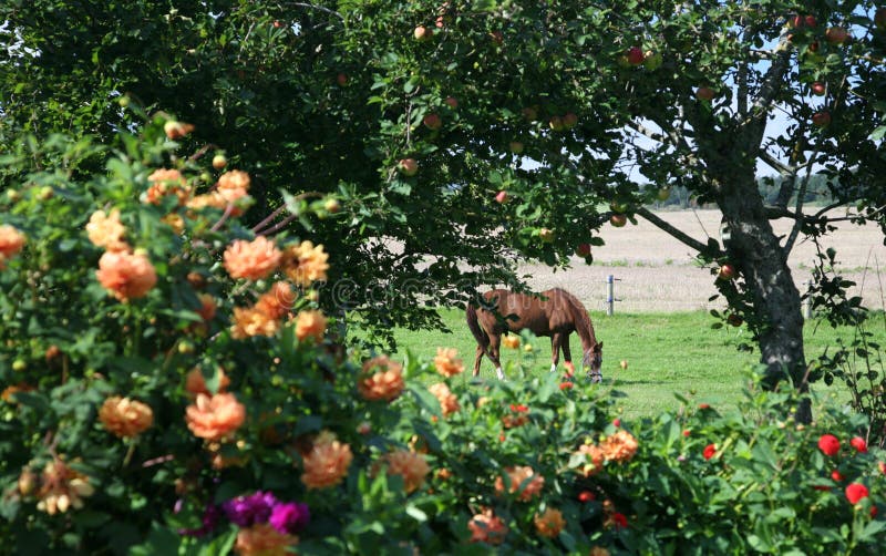 Springtime at the Horse Ranch Stock Image - Image of blooms, mustang ...