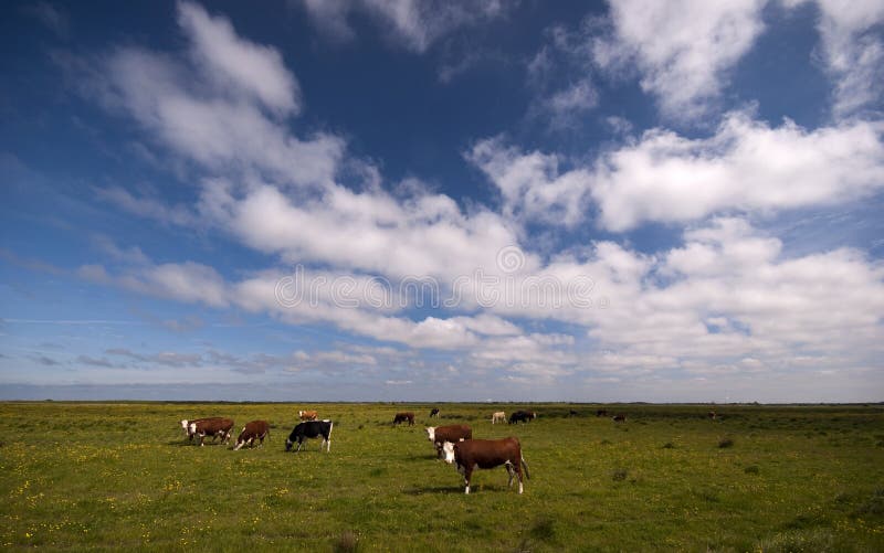 Danish marsh and cows stock photo. Image of denmark, domestic - 14642924