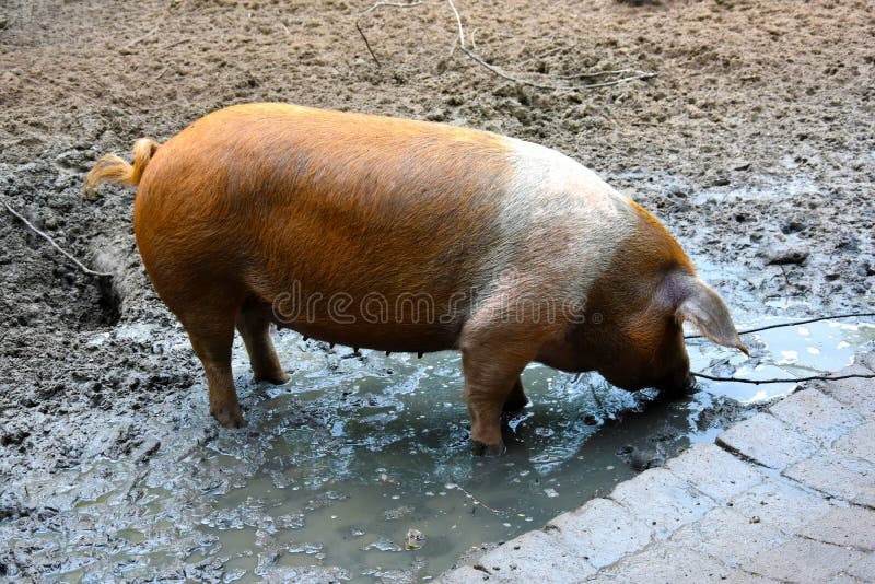 Rare Breed Cornish Black Pig with Curly Tail Stock Photo - Image of ...
