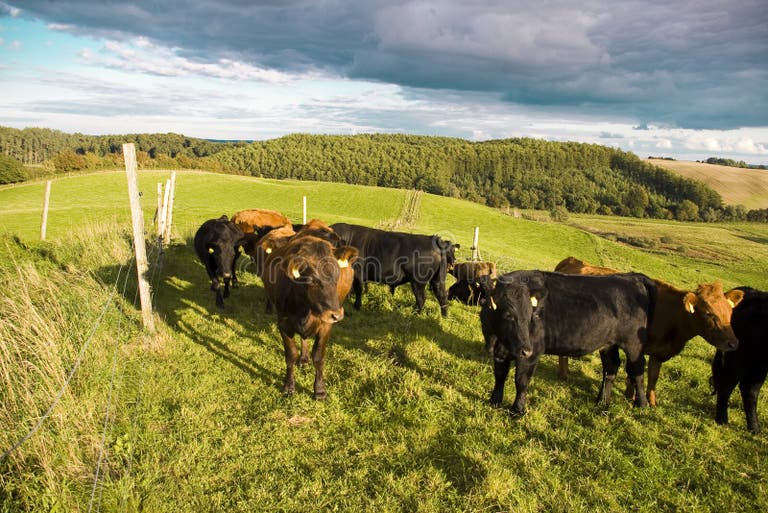 Danish red cows stock photo. Image of bull, grass, cows - 7379056
