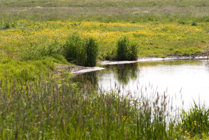 Danish Riverbed stock image. Image of landscape, water - 14790369