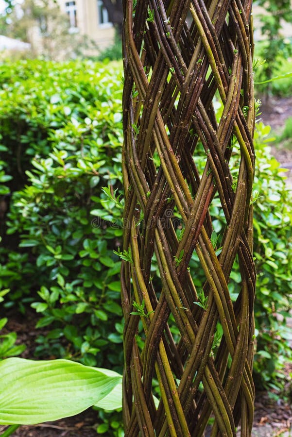 Danish Roots, Willow, Wicker Trees Stock Image - Image of beauty ...