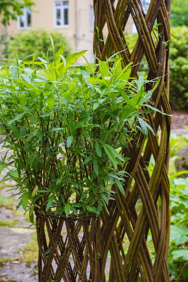 Danish Roots, Willow, Wicker Trees Stock Image - Image of landscape ...
