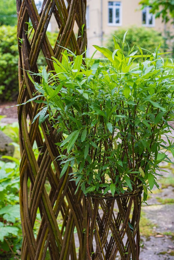 Danish Roots, Willow, Wicker Trees Stock Image - Image of landscape ...