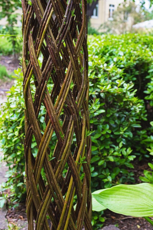 Danish Roots, Willow, Wicker Trees Stock Photo - Image of bushes, fresh ...