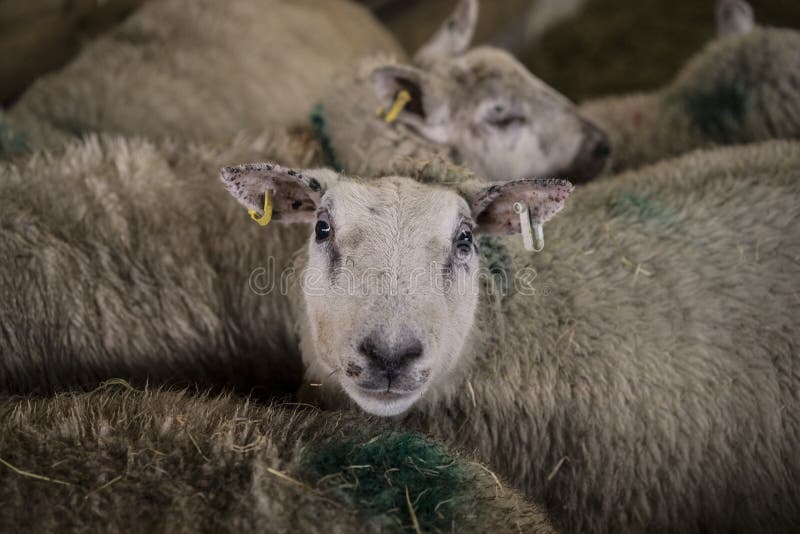 Danish Sheep in Pen stock image. Image of hoof, gloucestershire - 65048663