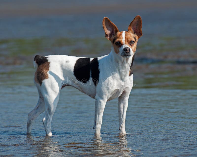 Danish-Swedish Farm Dog in Water Stock Photo - Image of danish, blue ...