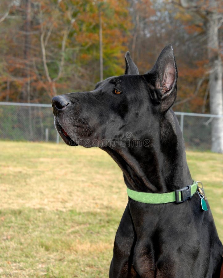 Danois grand de Merle image stock. Image du chiot, grand - 27661747