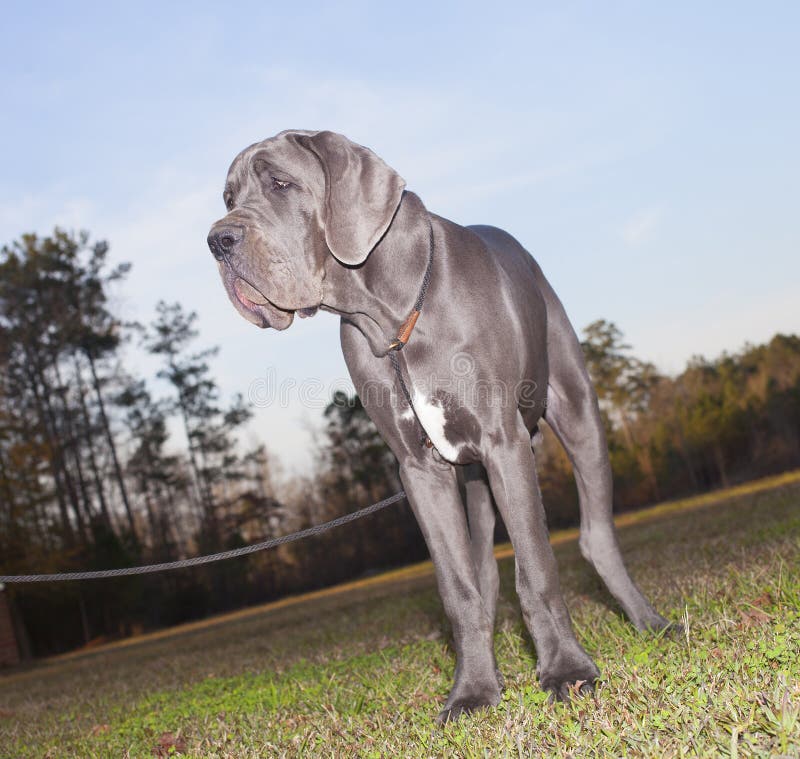 Danois bleu image stock. Image du laisse, noir, vert - 64414155