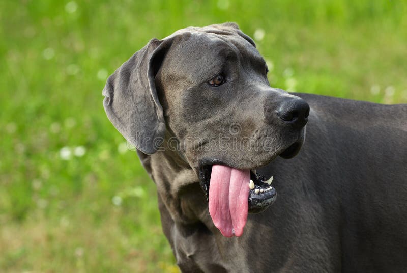 Chiot de Danois grand photo stock. Image du drôle, durée - 3540708