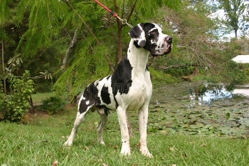 Danois grand photo stock. Image du société, animal, stationnement - 1215416