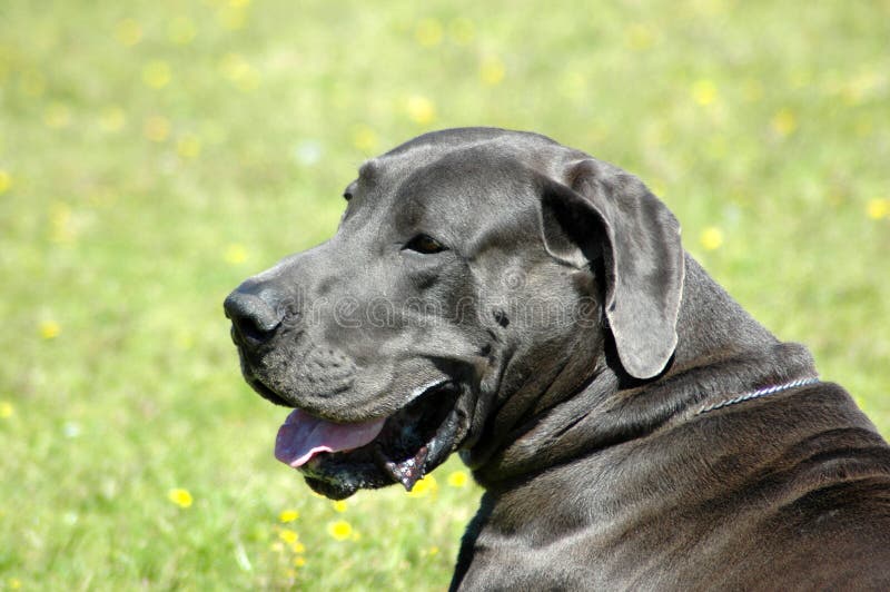 2,113 Danois Grand Bleu Photos libres de droits et gratuites de Dreamstime