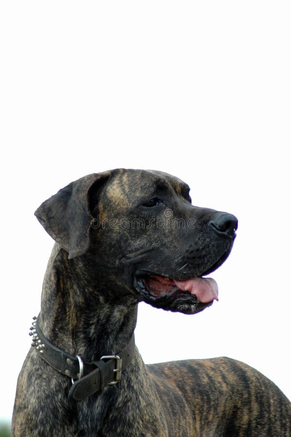 Danois grand image stock. Image du géants, visages, visage - 1286863