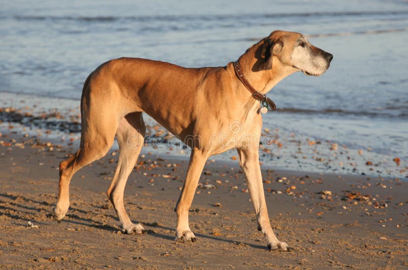 Danois grand photo stock. Image du grand, santé, canin - 1215416