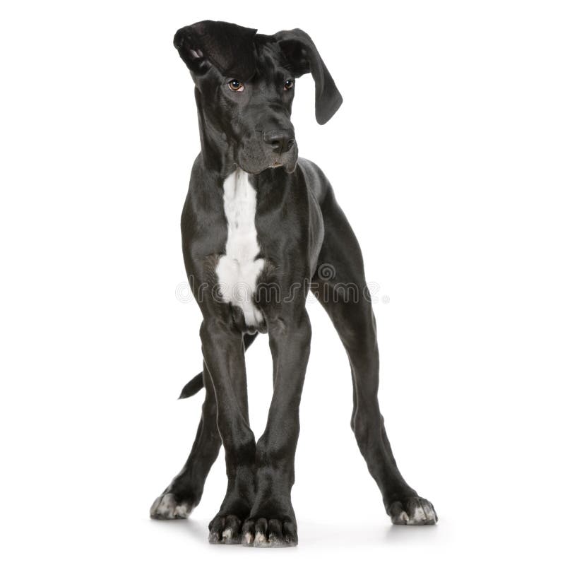 Chiot de Danois grand image stock. Image du danois, adorable - 24588645