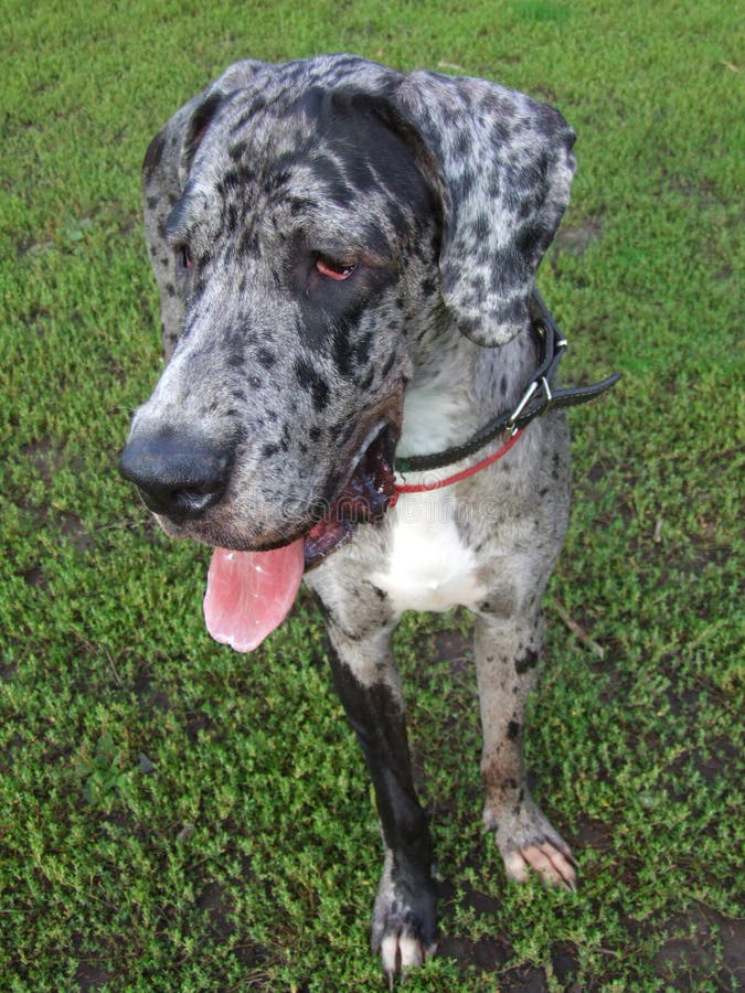 Danois grand de Merle image stock. Image du grand, danois - 26763803