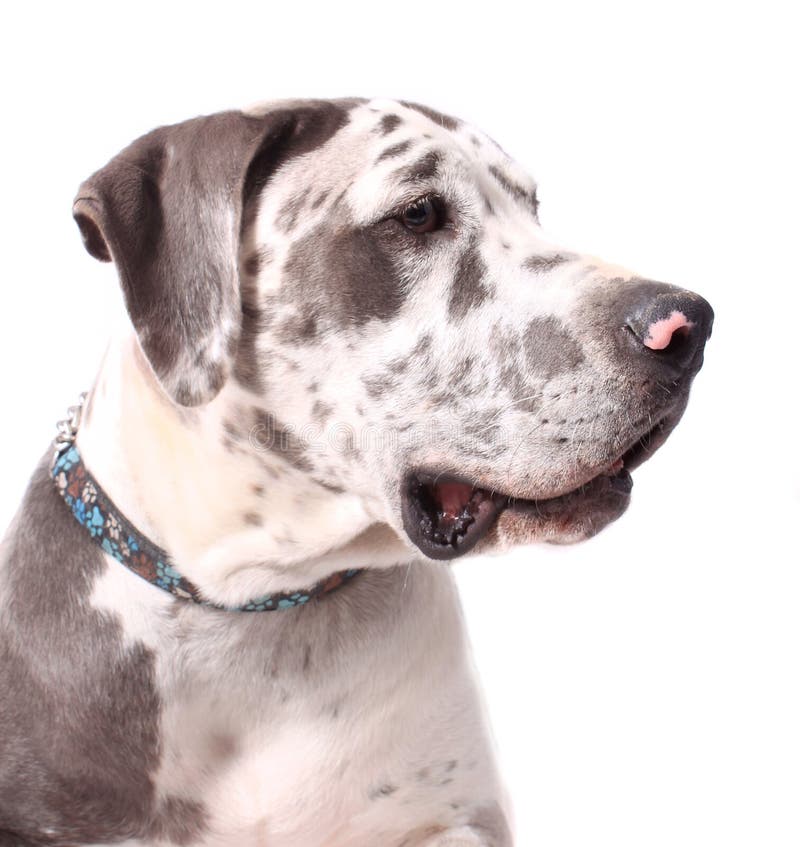 Danois grand de Merle image stock. Image du tête, merle - 26763803