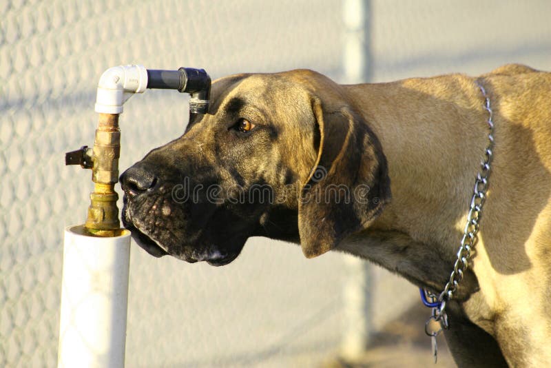 Danois grand photo stock. Image du grand, santé, canin - 1215416