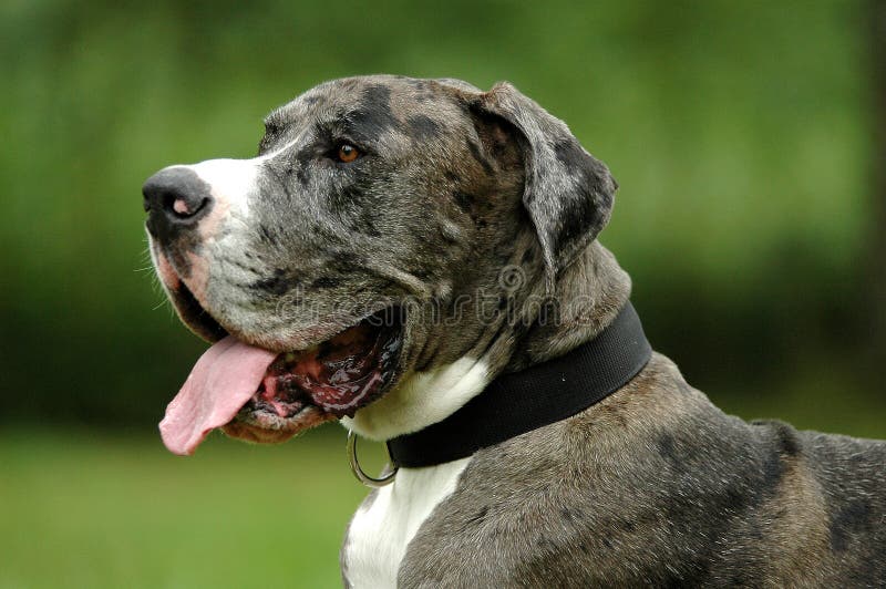 Danois grand image stock. Image du langue, gris, purebred - 13317653