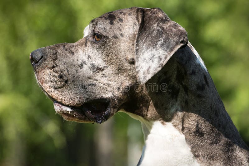 Belle Position Bleue De Chien De Great Dane Image stock - Image du ...