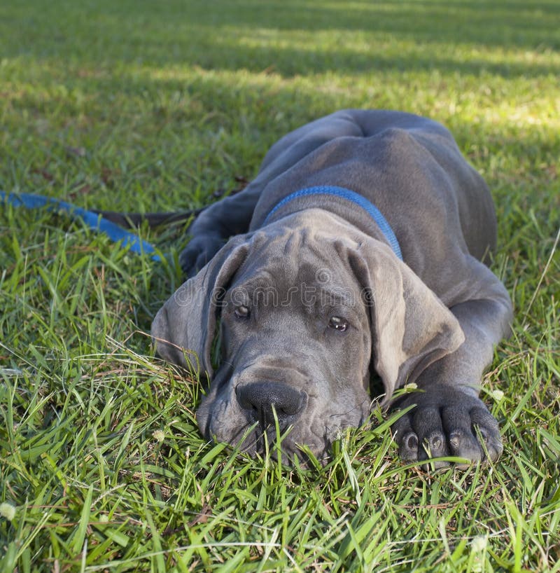 Chiot bleu de Danois grand image stock. Image du tête - 85931685