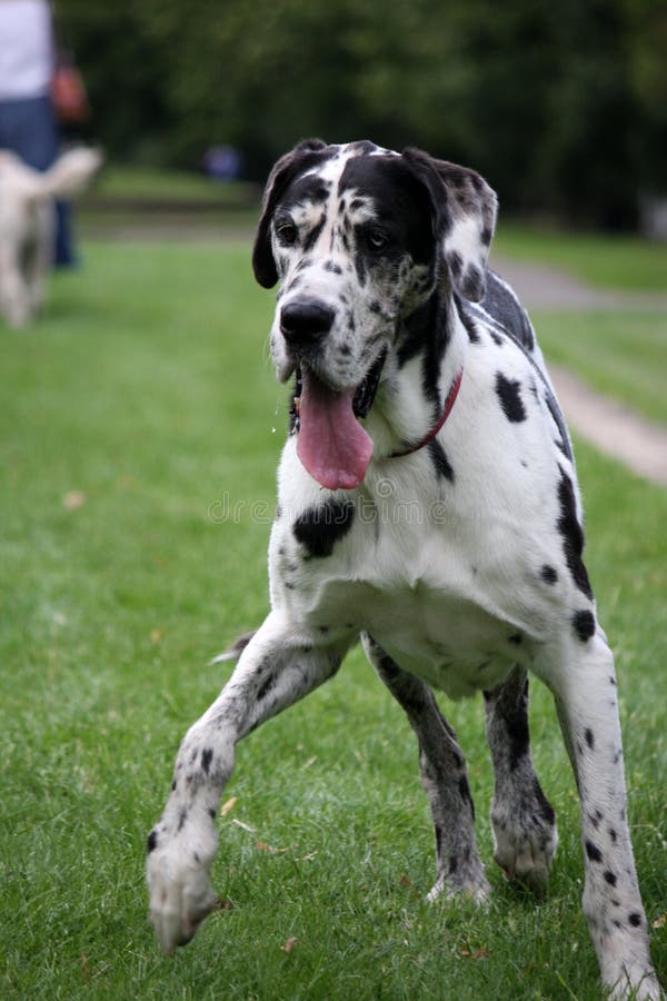 Danois grand photo stock. Image du arlequin, crabots, races - 6313414