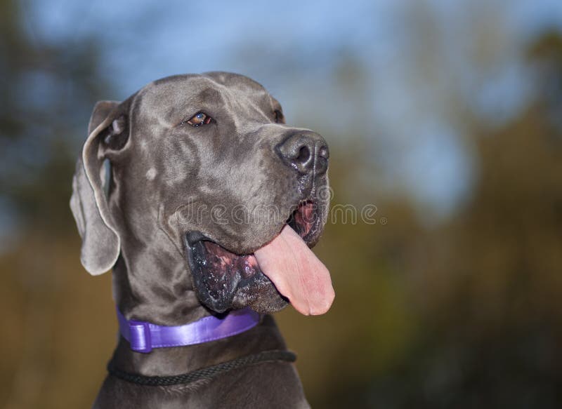 Danois grand gris photo stock. Image du obéissant, pets - 2672352