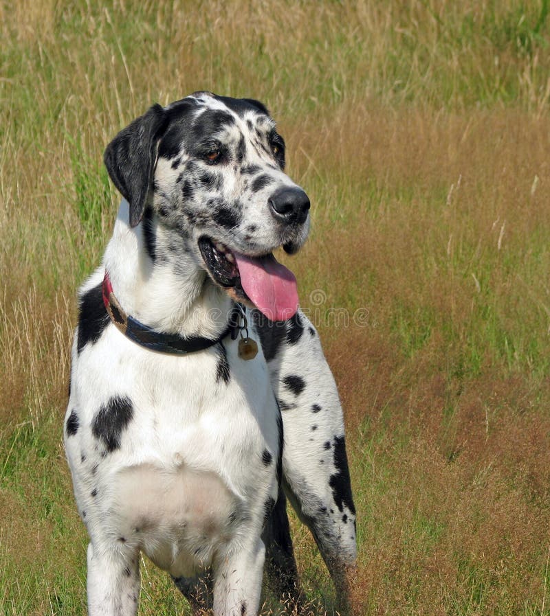 Danois grand image stock. Image du herbe, beau, noir, campagne - 8931137