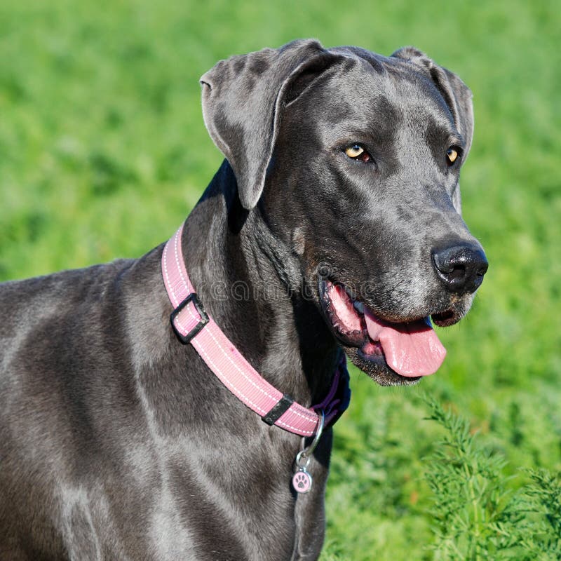 Fin De Danois Grand Vers Le Haut Photo stock - Image du sable, crabot ...
