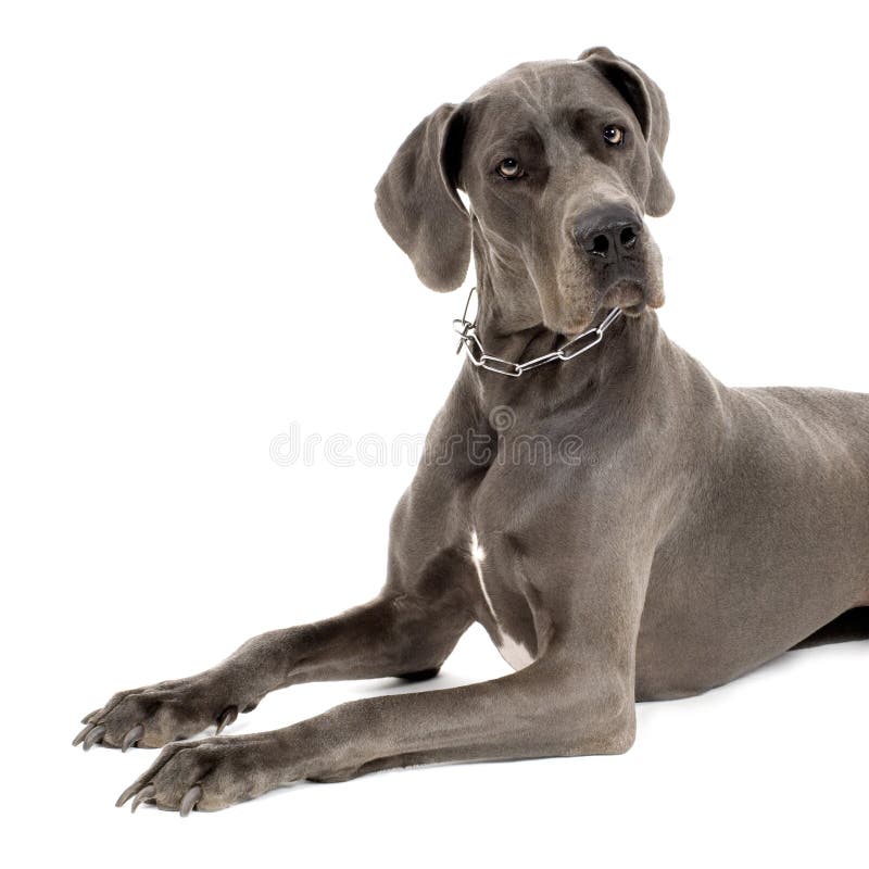 Danois grand gris photo stock. Image du pets, mignon, grand - 2672354