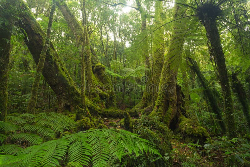Dans La Forêt Humide Australienne Image stock - Image du paysage ...